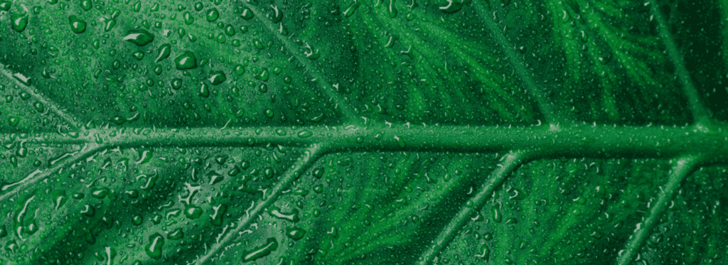 What is a Chief Growth Officer (CGO) and Why You Need One